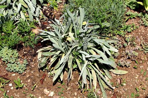 조밀 한 퇴색 녹색 길쭉한 잎과 작은 덤불의 모양으로 성장 하는 금 또는 Aurinia 색소 식물 상록 꽃 식물의 바구니 0명에 대한 스톡 사진 및 기타 이미지 Istock