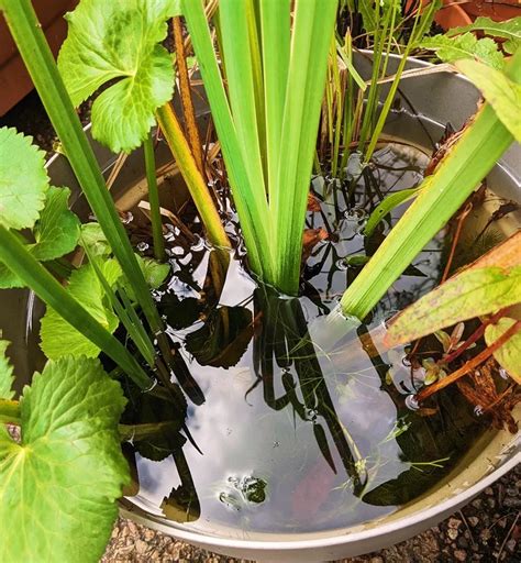 Allotment Projects The Hub Bromsgrove