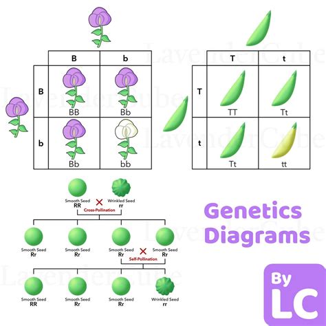 Genetics Diagrams Mendels Pea Plant Punnett Squares Digital Download