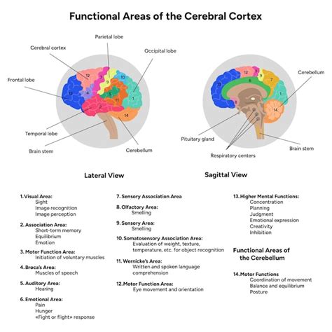 Premium Vector Diagram Of Functional Areas Of Cerebral Cortex Human