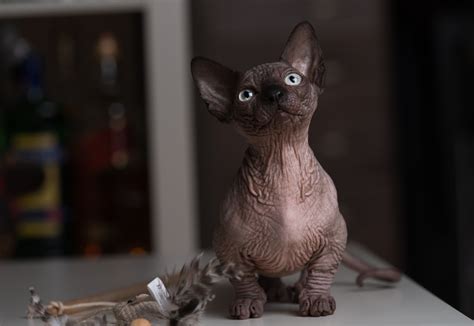 Bambino Cat Breed Info Pictures Temperament And Traits Catster