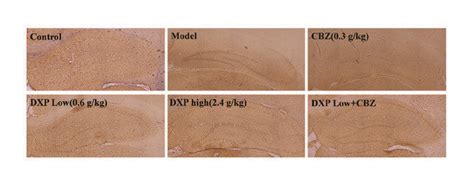 The Expression Of C Fos In The Hippocampus Cortex Of Epilepsy Rat Among