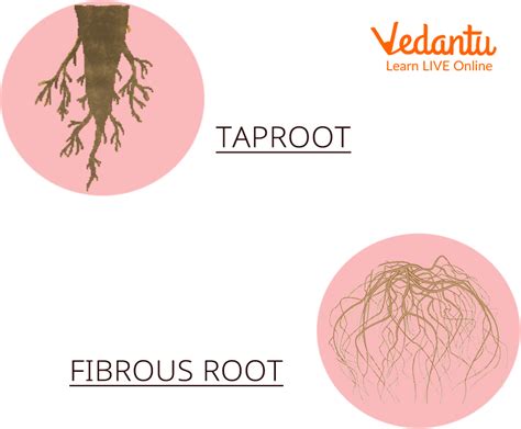 Root System In Plants Types Functions And Key Diagrams