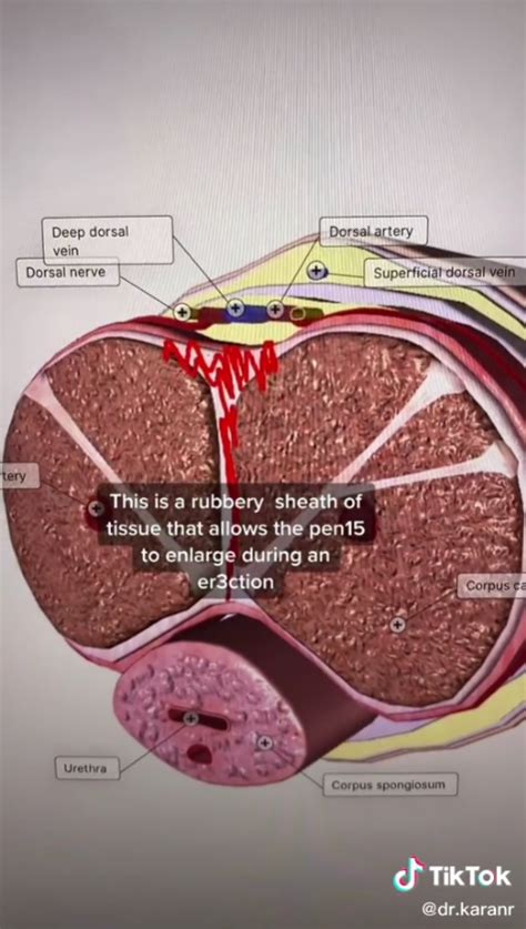 คลปไวรล หมอออกมาเตอน ทาม Sex สดอนตราย มโอกาสทำให หรรมสหก สงถง 50 CatDumb