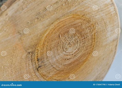 Cross Section Of The Tree Stock Photo Image Of Material 173047790