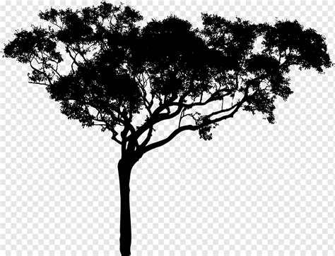 Tree Silhouette Branch Tree Leaf Monochrome Sunset Png PNGWing