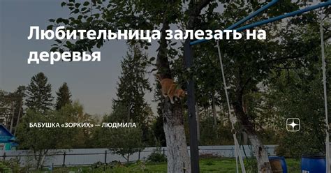 Любительница залезать на деревья Бабушка Зорких Людмила Дзен