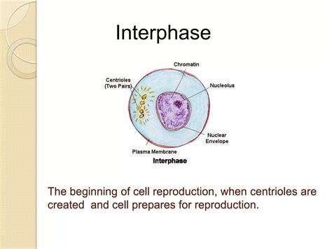 Asexual Cell Cycle Reproduction Pptx