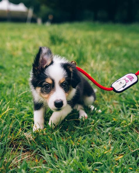 아기 보더콜리 유토이미지 상세페이지 베이직샵 사진 22460851