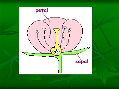Fruits Flowers And Seeds Fruit Classification N Aggregate