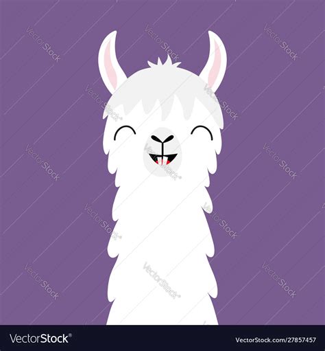 Llama Face Memes Funny Llama Or Alpaca Isolated On White Stock