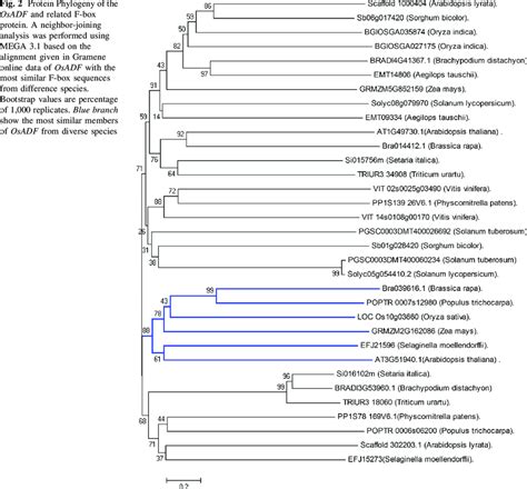 Schematic Representation Of The Exon And Intron Organization Of Osadf