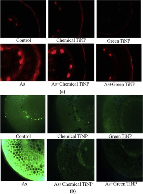 E Fluorescence Visualization Of Superoxide A And Hydrogen Peroxide