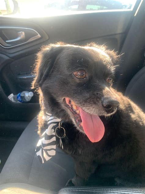 Morris My True Love… Send His Hugs And Kisses Samantha Plotkin