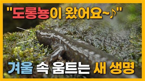 [영상] 겨울잠 깬 도롱뇽과 개구리 움트는 새 생명