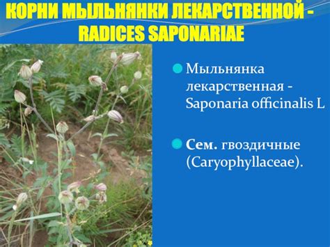 Сапонины. Строение сапонинов