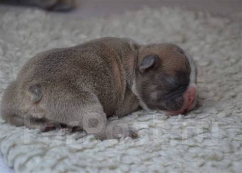 Розовый французский бульдог Собаки во Владивостоке