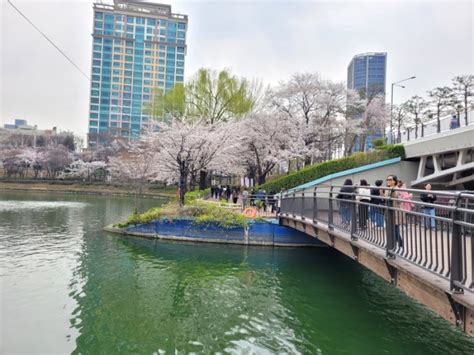 현재 벚꽂 개화상태~ 서울숲 벚꽃 석촌호수 벚꽃축제 성내천 벚꽃 서울 올림픽공원 벚꽃터널 이번주말 여행지로 추천 네이버 블로그