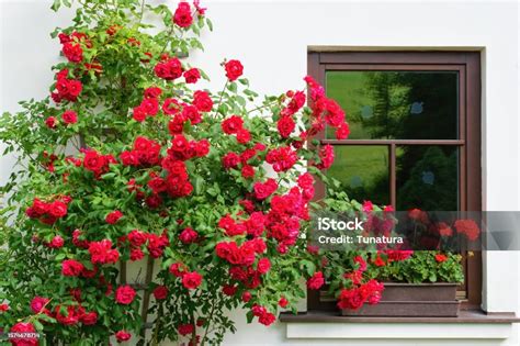 여름 정원 장면입니다 제라늄 꽃과 부풀어 오른 장미가있는 집 창문 등산가 또는 산책꾼 장미에 대한 스톡 사진 및 기타 이미지 장미 관목 앞마당 또는 뒷마당 Istock