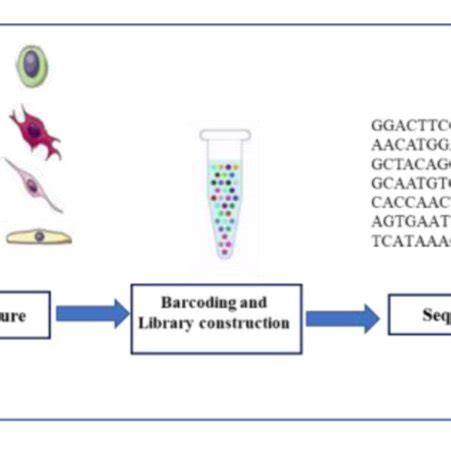 | Single-cell RNA sequencing workflow. The scRNA-seq process includes... | Download Scientific ...