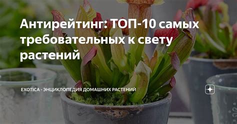Антирейтинг ТОП 10 самых требовательных к свету растений Exotica энциклопедия домашних