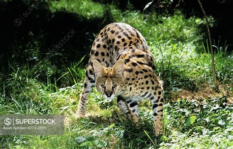 Serval Leptailurus Serval Adult SuperStock