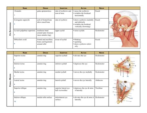 Muscle Anatomy Chart Facial Head Muscles