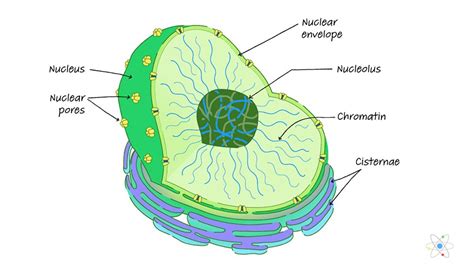 Nucleus Definition Structure Function With Diagram Sciencing