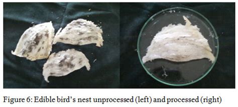 Keratinolytic Enzymes For Cleaning Edible Birds Nest Biosciences