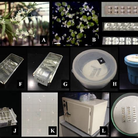 Cryopreservation Protocol For Cryopreserved Plbs Of V Lilacina A V
