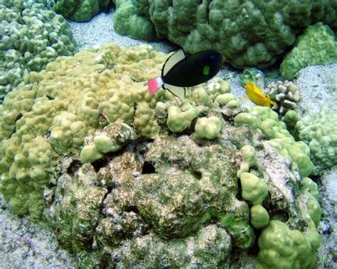 Pinktail Triggerfish Facts Diet Habitat And Pictures On Animaliabio