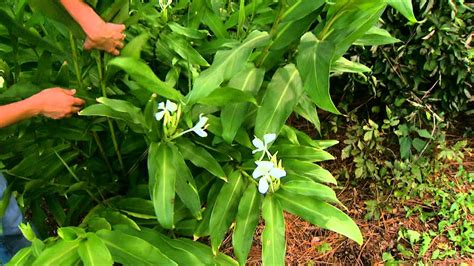 Ginger Lily Flower Meaning Best Flower Site