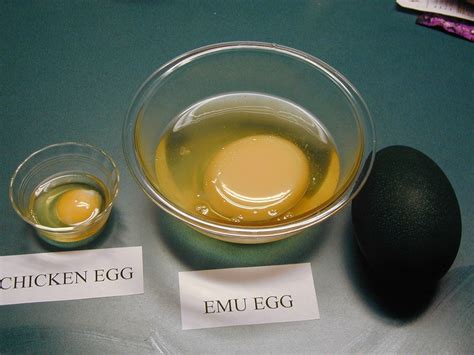 Emu Eggs Emu Egg Emu Eggs