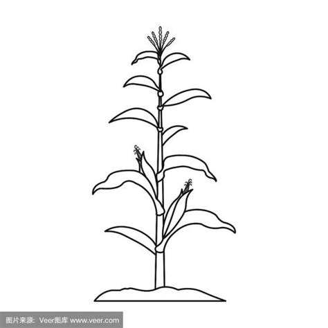 整株玉米简笔画大全简单（漂亮12张） 简笔画图片大全