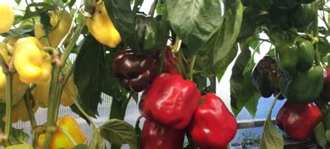 Коли найкраще сіяти помідори і капусту для смачного урожаю Читайте на Ukr Net