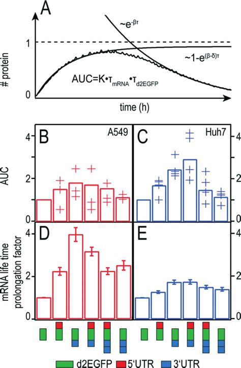 Auc And Mrna Functional Life Time Prolongation Factors Of The Different Download Scientific