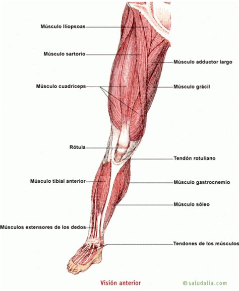 Miología De Miembro Inferior Quiz