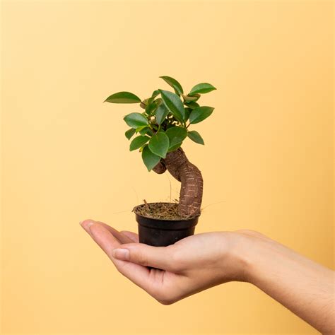 Фикус тутовый фото МетСтройСпб ру