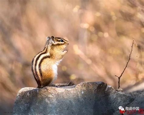 花栗鼠 初夏的悠闲 搜狐