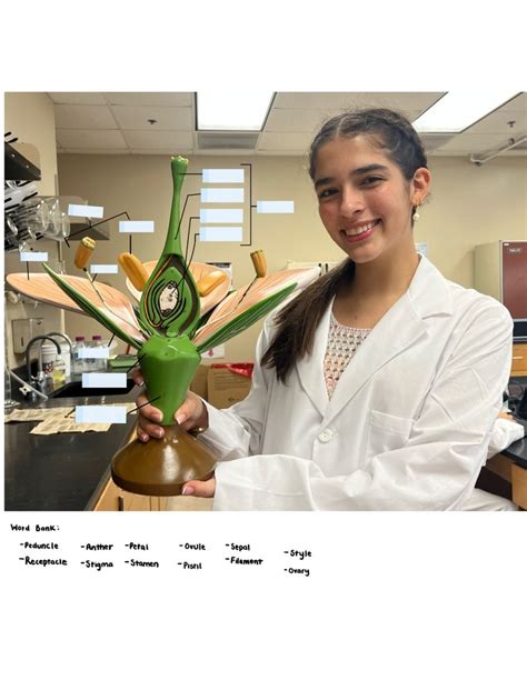 Plant Taxonomy Diagram Quizlet