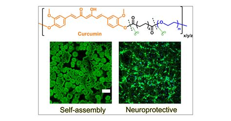 Poly Pro Curcumin Materials Exhibit Dual Release Rates And Prolonged Antioxidant Activity As
