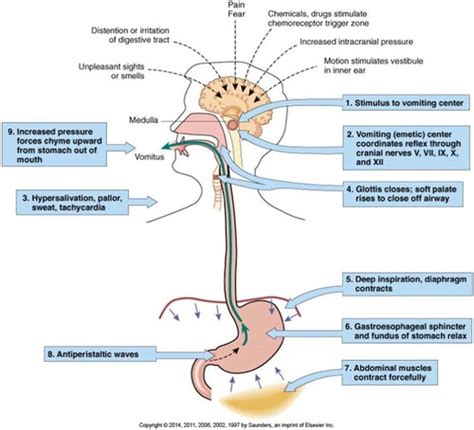 Patho Ch 17 Digestive System Disorder Part 1 Week 9 Flashcards Quizlet
