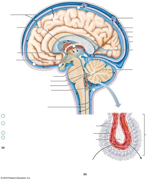 Brain Csf Diagram Quizlet