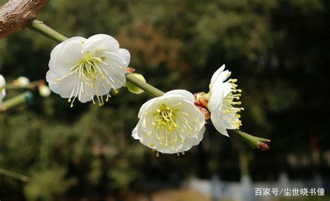 王安石两首《梅花》诗,每一首都是经典,看看你更加喜欢哪一首?百科ta说 王安石两首《梅花》诗,每一首都是经典,看看你更加喜欢哪一首?百科ta说