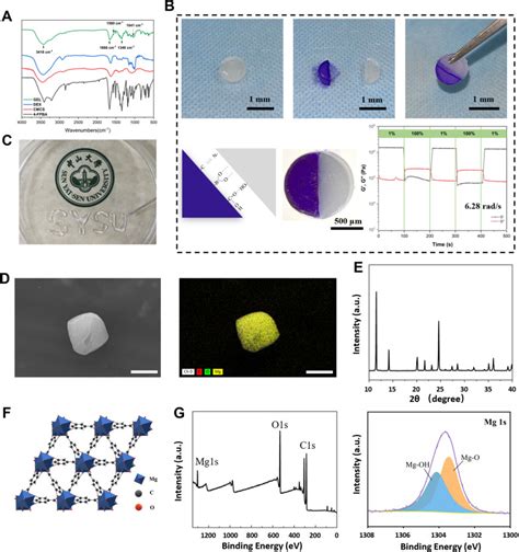 Dynamic Hydrogelmetalorganic Framework System Promotes Bone Regeneration In Periodontitis
