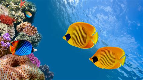 Coral Reef Hd Wallpapers