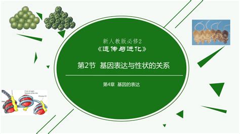4 2 基因表达与性状的关系 课件（39张ppt） 高一生物（人教版2019必修2） 21世纪教育网
