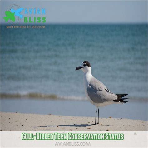Gull Billed Tern Master Forager Of Wetlands And Coasts