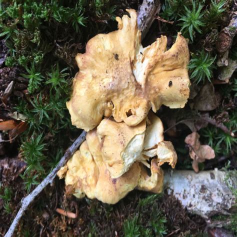 Racso777 Mushroom Dataset · Datasets At Hugging Face