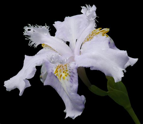 Photo 15476 Iris Wattii Plant Lust